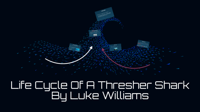 Life Cycle Of A Thresher Shark by Christine Williams on Prezi