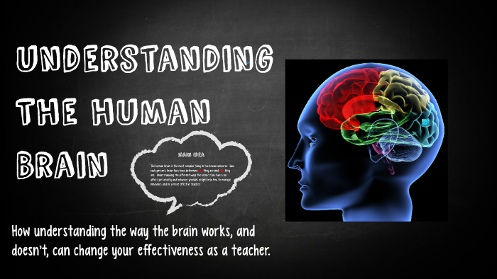 Understanding The Human Brain by on Prezi
