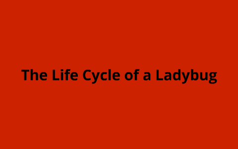 The Life Cycle of a Ladybug by Angie Gaddis on Prezi