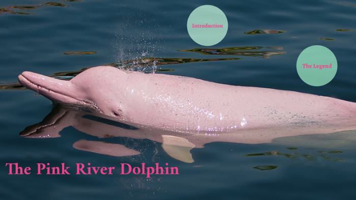 The Pink River Dolphin by Maria Eduarda Rolim