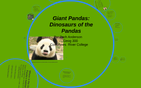 Giant Pandas: Dinosaurs of the Pandas by Zach Mann on Prezi
