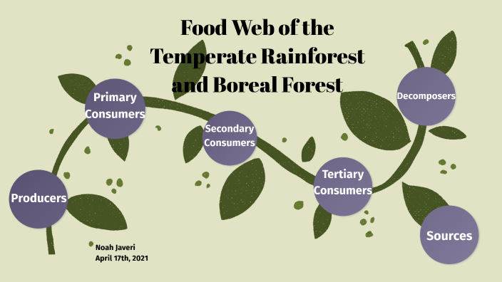 Food Web of Temperate Rainforest/Boreal Forest of BC by Noah Javeri on ...