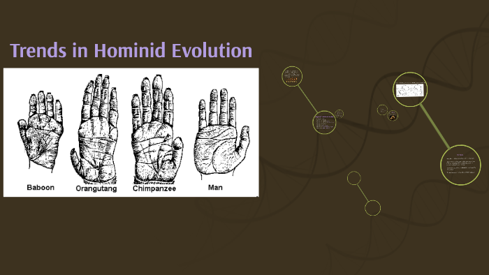 Trends in Hominid Evolution by Haley Hryshko on Prezi