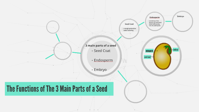 3 main parts of a seed by Jason Chu on Prezi
