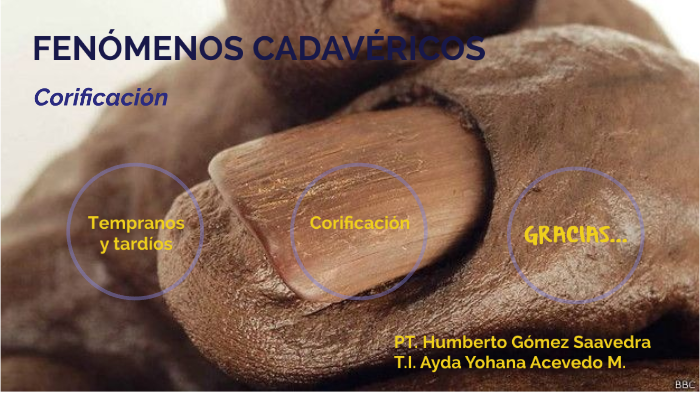 Corificación. by ayda yohana acevedo montenegro on Prezi