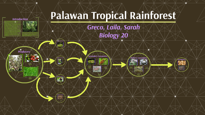 Palawan Tropical Rainforest by Sarah Ajoste on Prezi