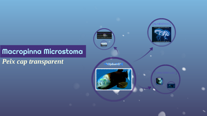 Macropinna Microstoma by Marina Jiménez on Prezi