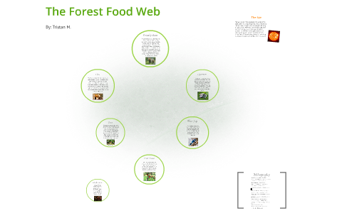 The Forest Food Web by Tristan M. on Prezi