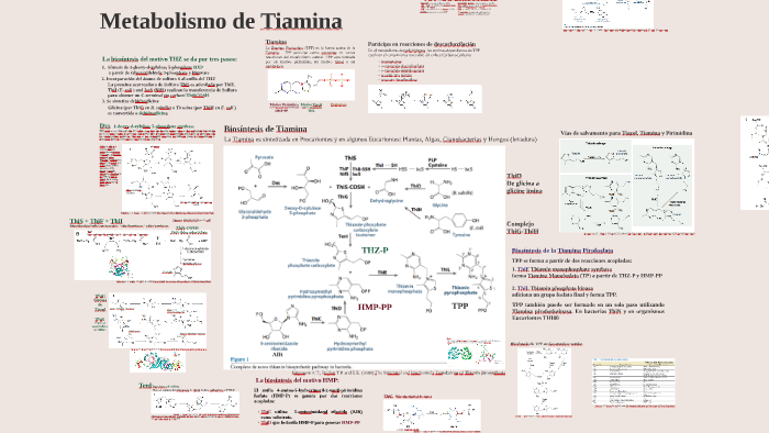 Biosíntesis de Tiamina by Nancy Palacios on Prezi