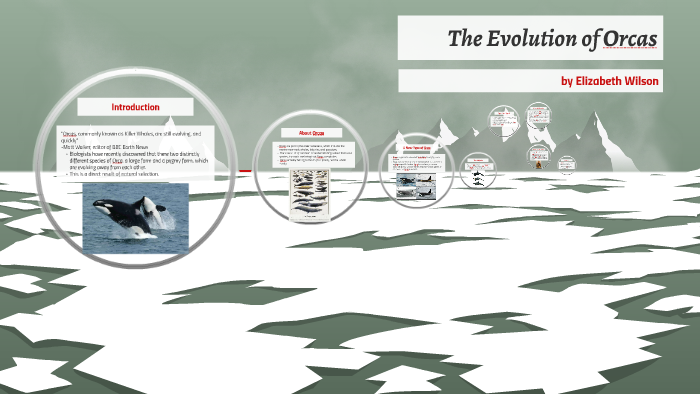 The Evolution of Orcas by Elizabeth Wilson on Prezi