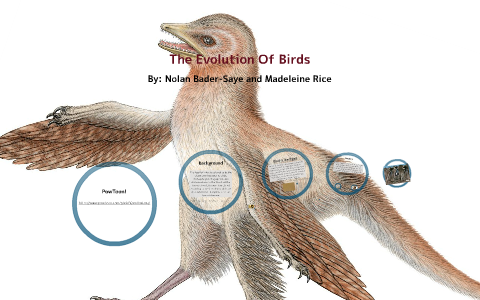 The Evolution Of Birds by Nolan Bader-Saye on Prezi
