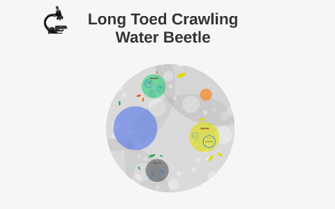Long Toed Crawling Water Beetle by Clarisse Coventry on Prezi