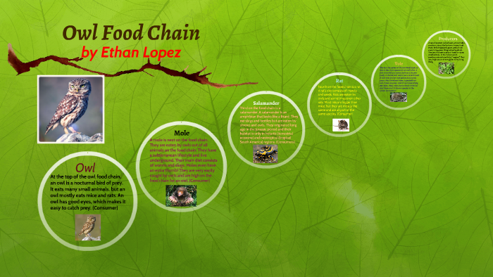 Owl Food Chain by Ethan Lopez on Prezi