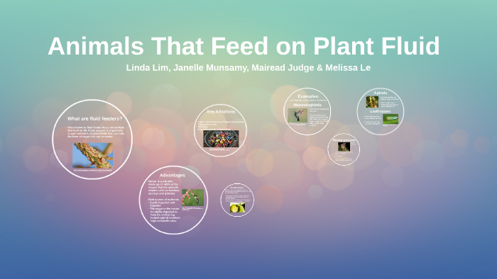 BIO1022 - Animals that feed on plant fluid by Melissa Le on Prezi