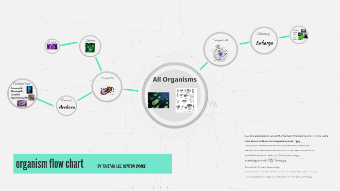 organism flow chart by Never Mind on Prezi