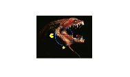 Deep-Sea Dragonfish by hayne beard on Prezi