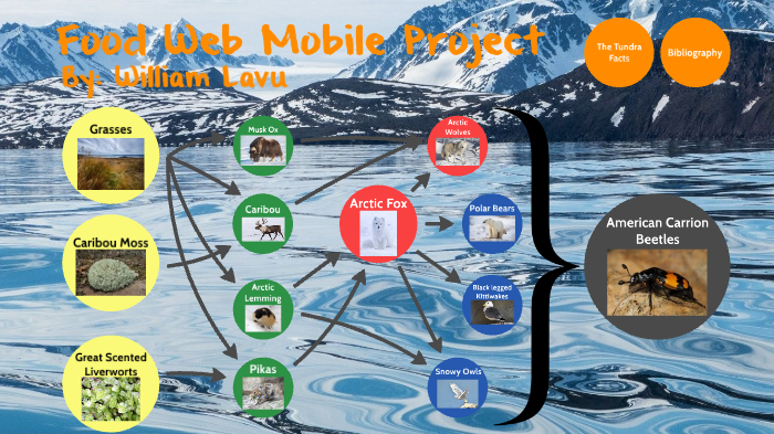 Food Web Mobile by William Lavu on Prezi