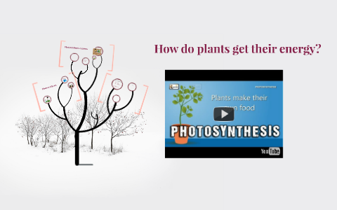 How do plants get their energy? by Jody Dowell