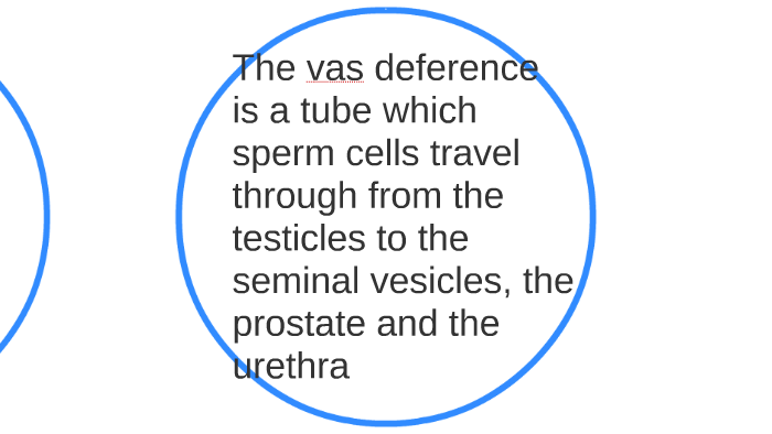 The vas deference is a tube which sperm cells travel through by ...
