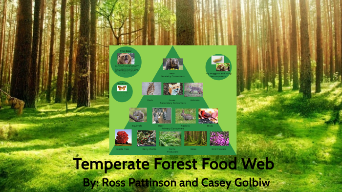 Temperate Forest Food Web by Ross Pattinson on Prezi