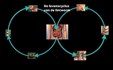 Lintworm levenscyclus by Sjoerd Jan Bijnagte on Prezi