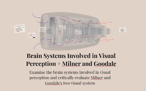 Brain Systems Involved in Visual Perception by Meadow Taylor on Prezi