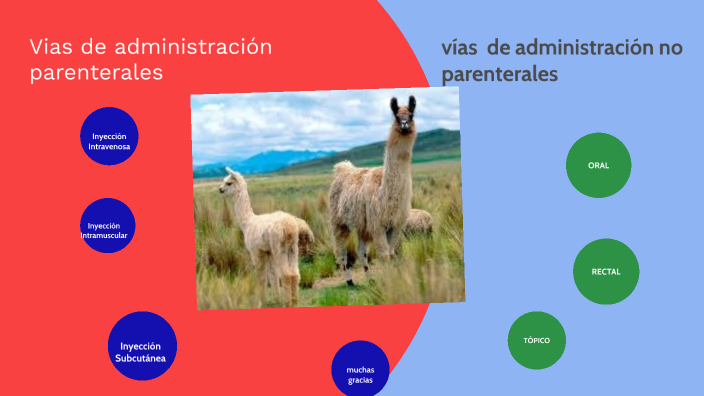 Sanidad en Camélidos Sudamericanos by Cristian Alejandro Jilamita ...