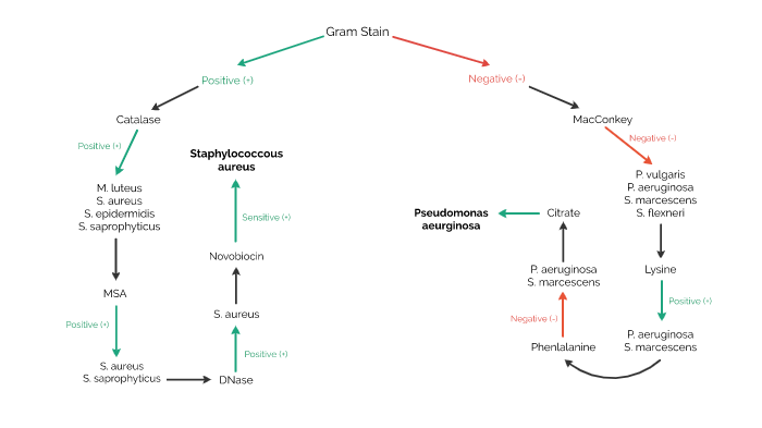 Identifying Bacterial Organisms Flowchart by Bailey Thurber on Prezi