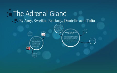 The Adrenal Gland by Talia Yates on Prezi