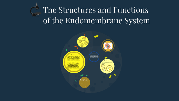 The Structures and Functions of the Endomembrane System by Maria Zavala on Prezi Next