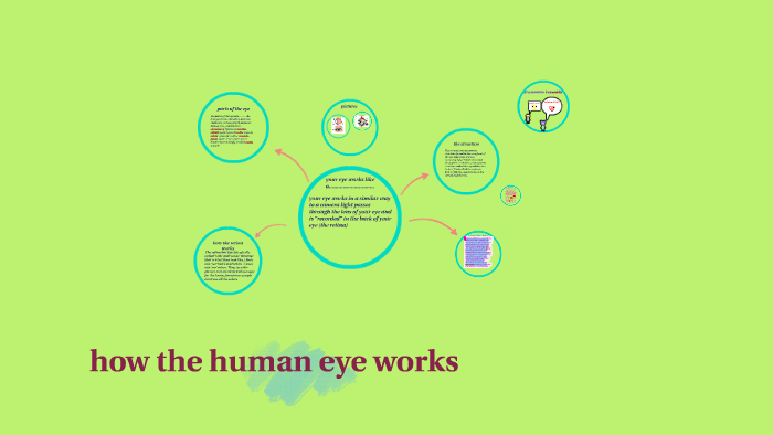 how does the human brain work by Madisynn on Prezi