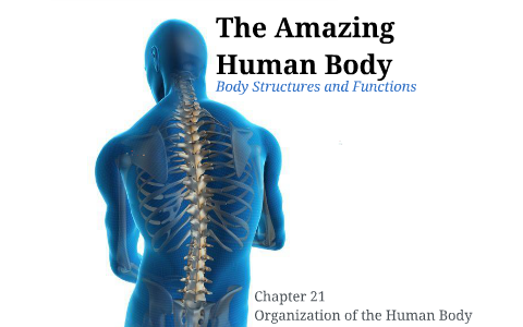The Amazing Human Body by Engers Fernandez on Prezi