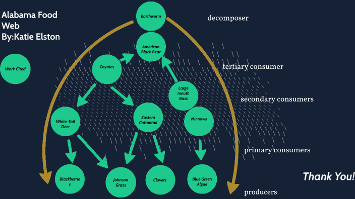 Alabama Food Web Project by Katherine Elston on Prezi