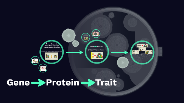 Gene Protein Trait by Brian Miller on Prezi