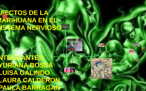 EFECTOS DE LA MARIHUANA EN EL SISTEMA NERVIOSO by yuriana guzman on Prezi