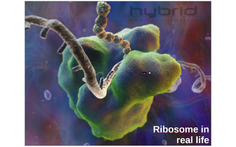 Ribosome in real life by Adrià Gómez Gil on Prezi