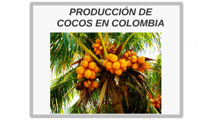 PRODUCCION DE COCO EN COLOMBIA by Alexis Santiago on Prezi