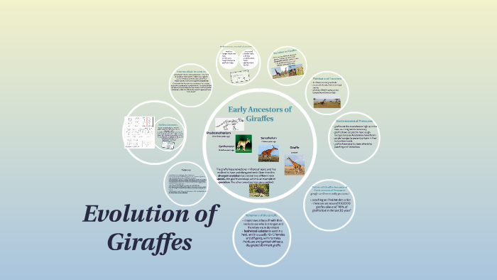 Evolution of Giraffes by Lauren A on Prezi
