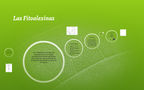 Las Fitoalexinas by Orlando Cabrera on Prezi
