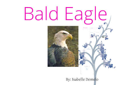 Bald Eagle project for Science by Isabelle DeMelo on Prezi