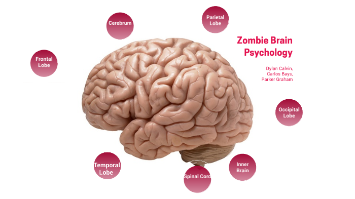 Zombie Brain Psychology by Dylan Calvin on Prezi
