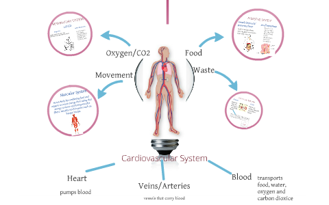 Human Body System Interactions by Nathan Armstrong on Prezi