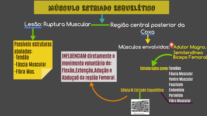 MÚSCULO ESTRIADO ESQUELÉTICO by prezi gratis on Prezi