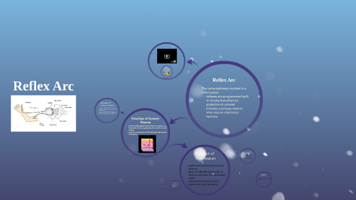 Reflex Arc by Caitlin Galbraith on Prezi