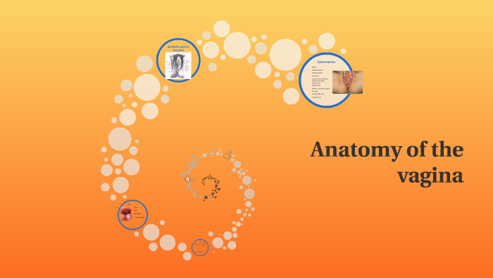 Anatomy of the vagina by Michael Andersen on Prezi