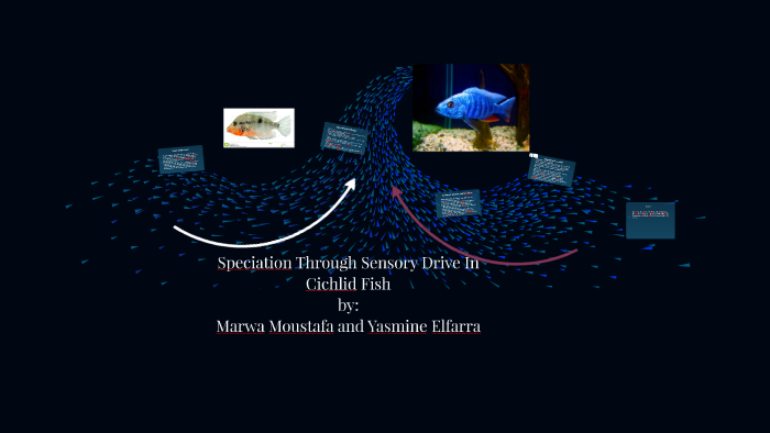 Speciation Through Sensory Drive In Cichlid Fish by Yasmine Elfarra on ...