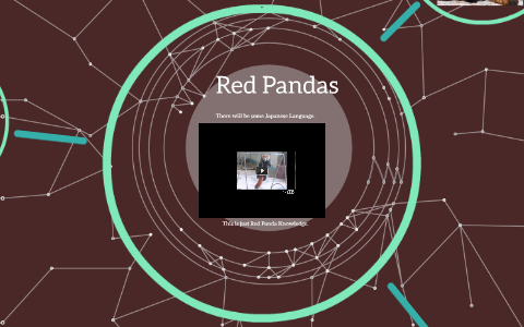 Red Pandas and Lions by Aidan Roberge on Prezi