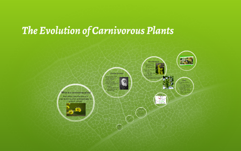 The Evolution of Carnivorous Plants by Sydney Stiffler on Prezi