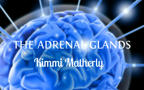 Adrenal Glands by Jillian Kimmi Kelly-Matherly on Prezi