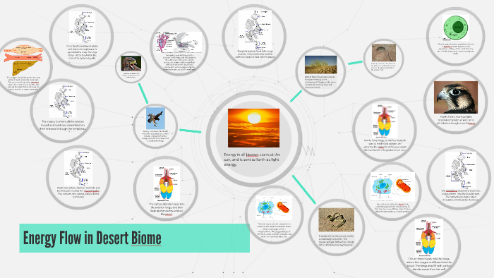 Energy Flow in Desert Biome by Desmond Boney on Prezi